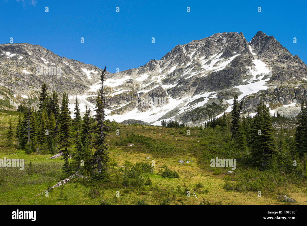 Alpine meadow and peak of Blackcomb Mountain seen from the Overlord ...