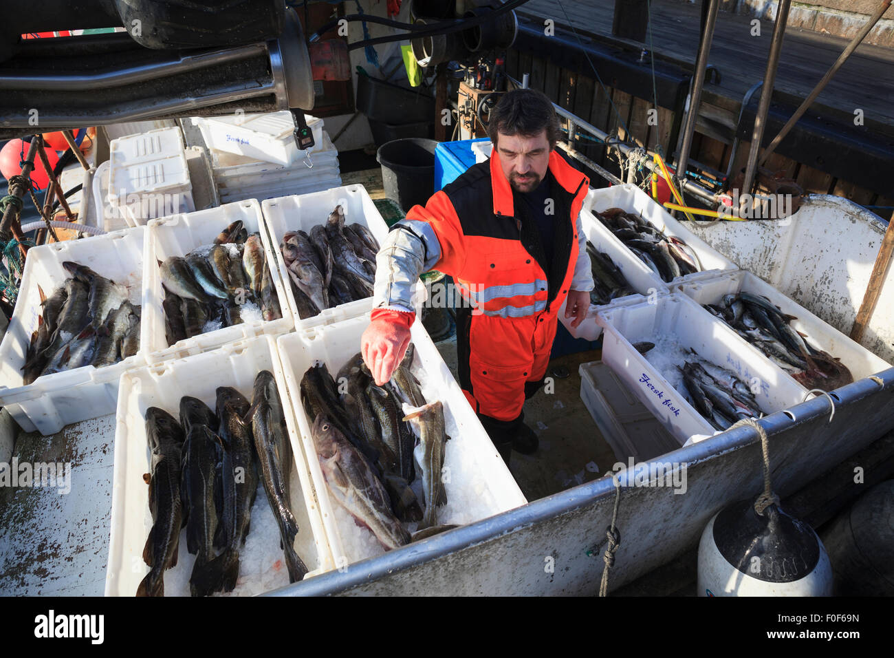 Fishing trawler with fresh codfish. Oslo. Norway Stock Photo - Alamy