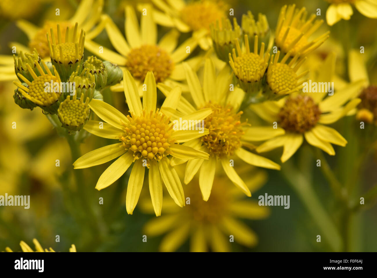 Tansy ragwort flowers hi-res stock photography and images - Alamy