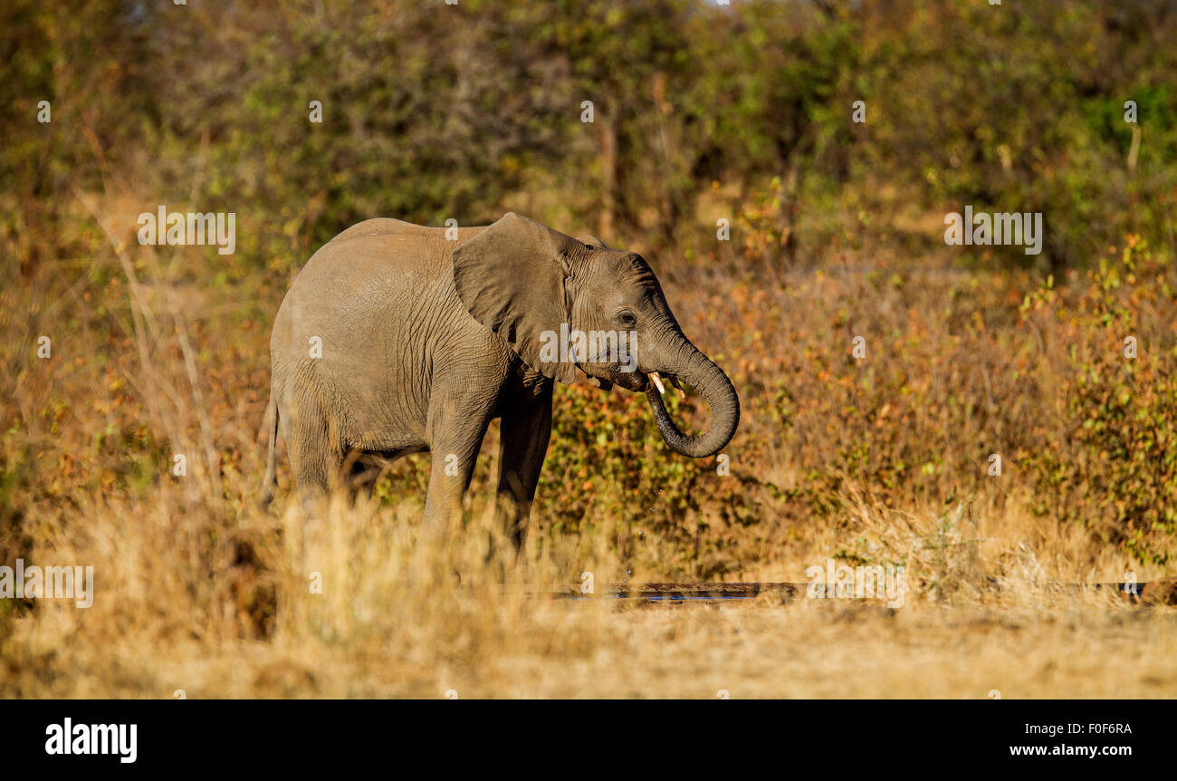 single elephant image Stock Photo - Alamy