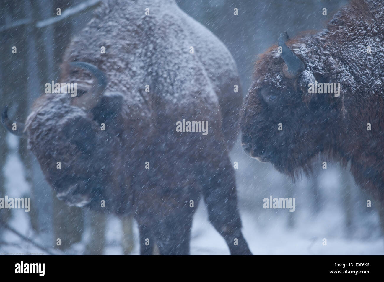 Snow falling in central park hi-res stock photography and images - Alamy