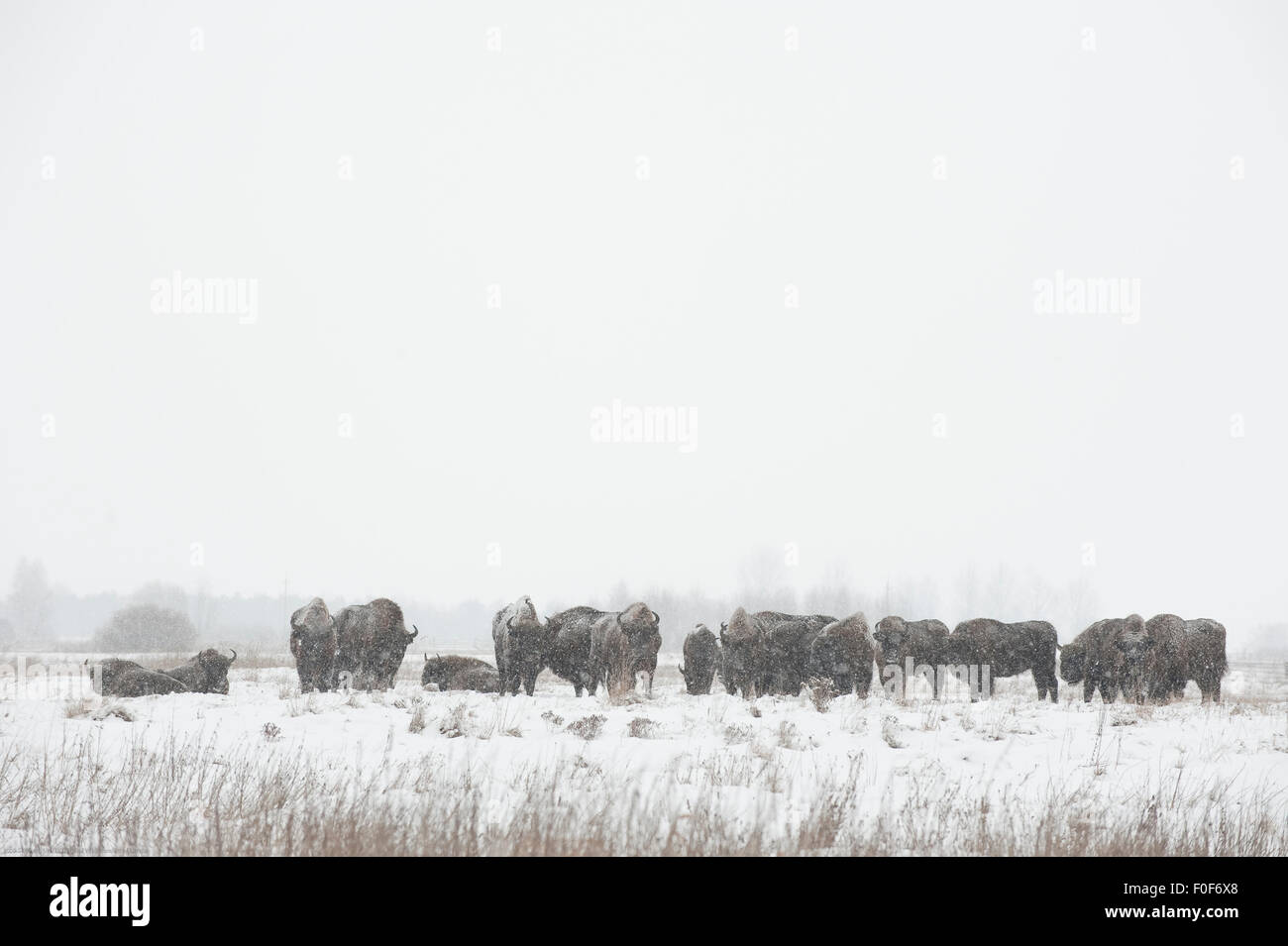 Herd of European bison (Bison bonasus) in agricultural field ...