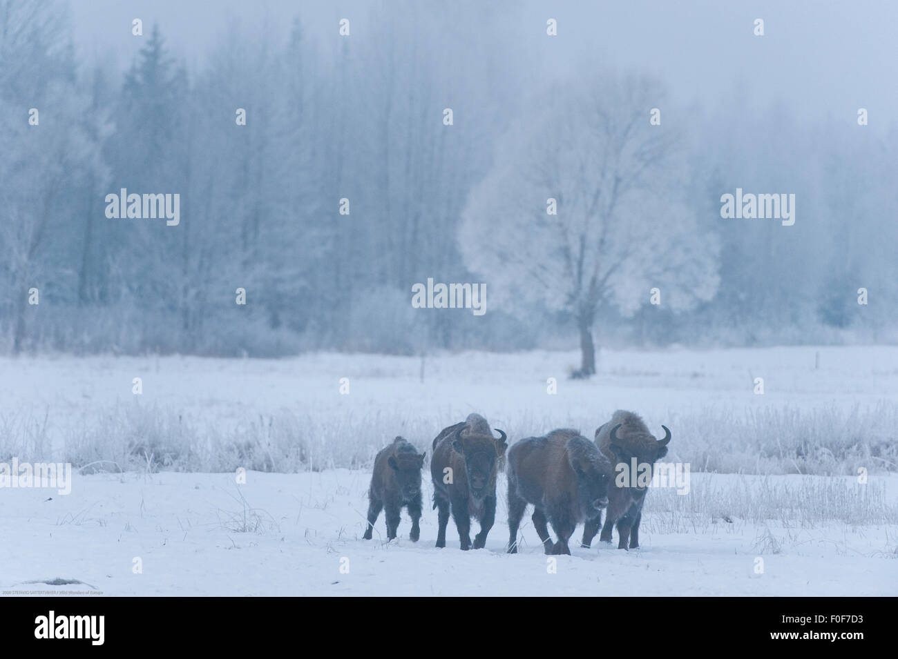 Four European bison (Bison bonasus) walking through agricultural field ...