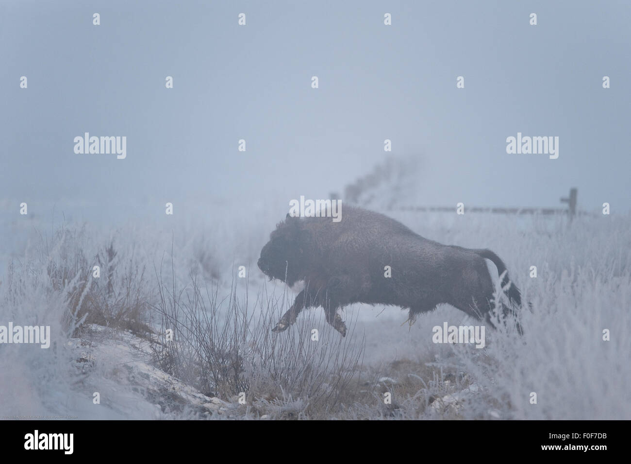 European bison (Bison bonasus) jumping a ditch, Bialowieza NP, Poland ...