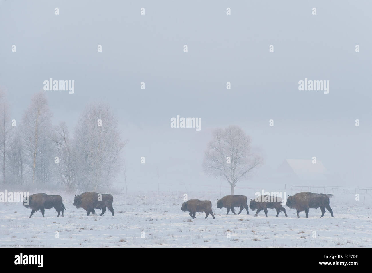 European bison groups hi-res stock photography and images - Alamy