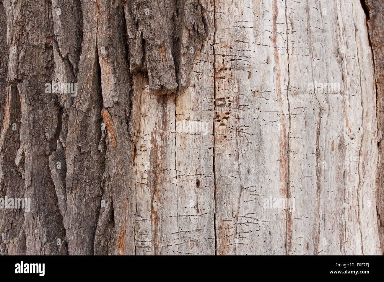 Close up of tree trunk with fallen bark showing insect galleries ...