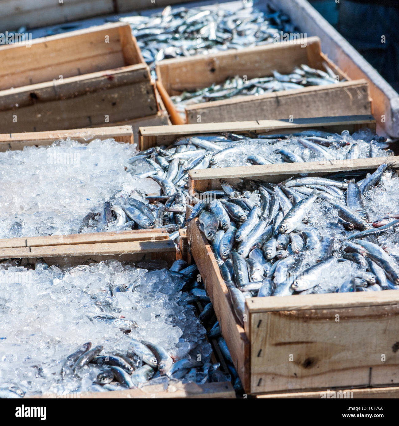 Sardines box hi-res stock photography and images - Alamy