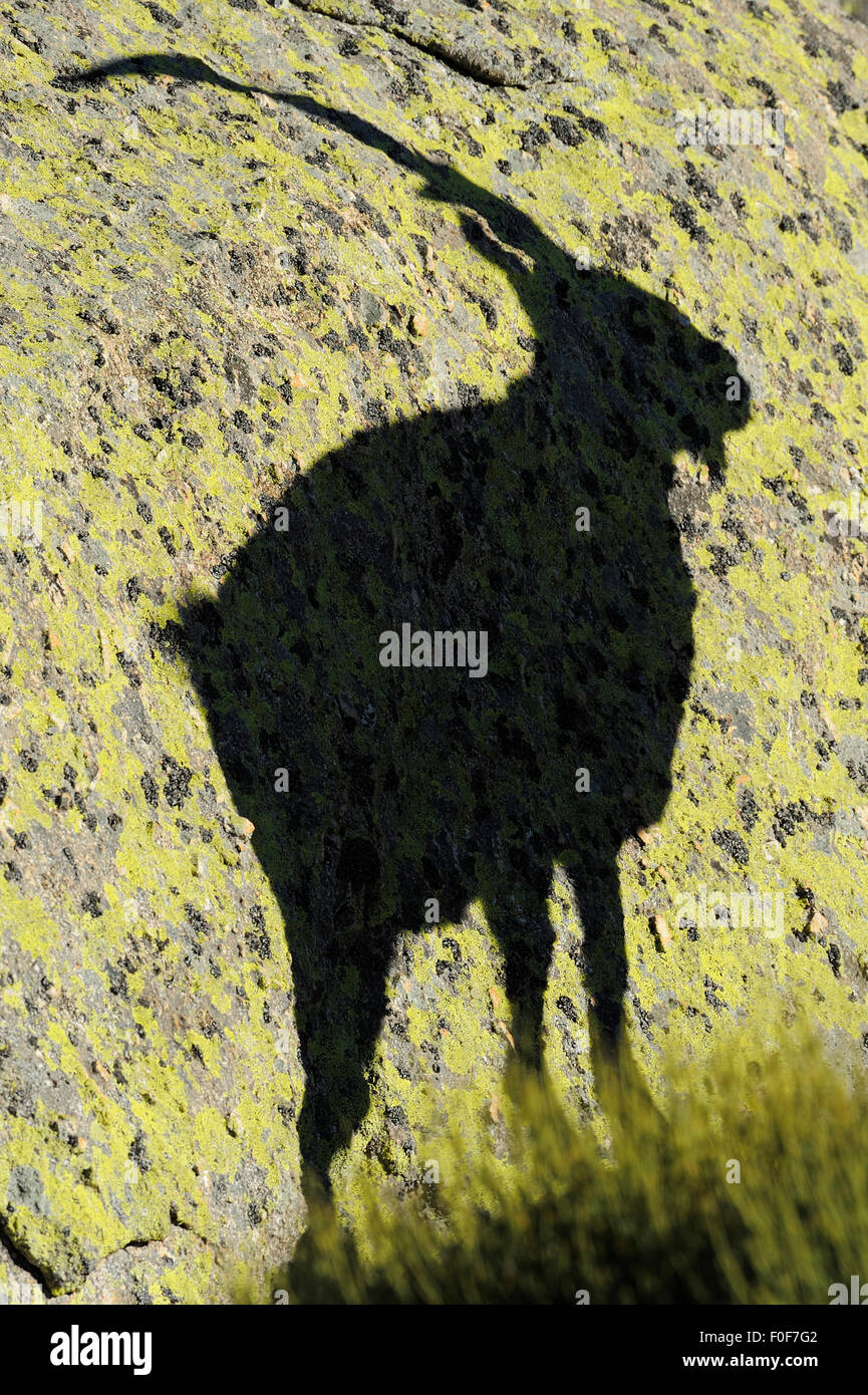 Male Spanish ibex (Capra pyrenaica) shadow on rock, Sierra de Gredos ...