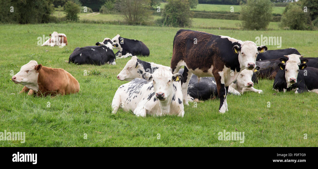 English farm hi-res stock photography and images - Alamy