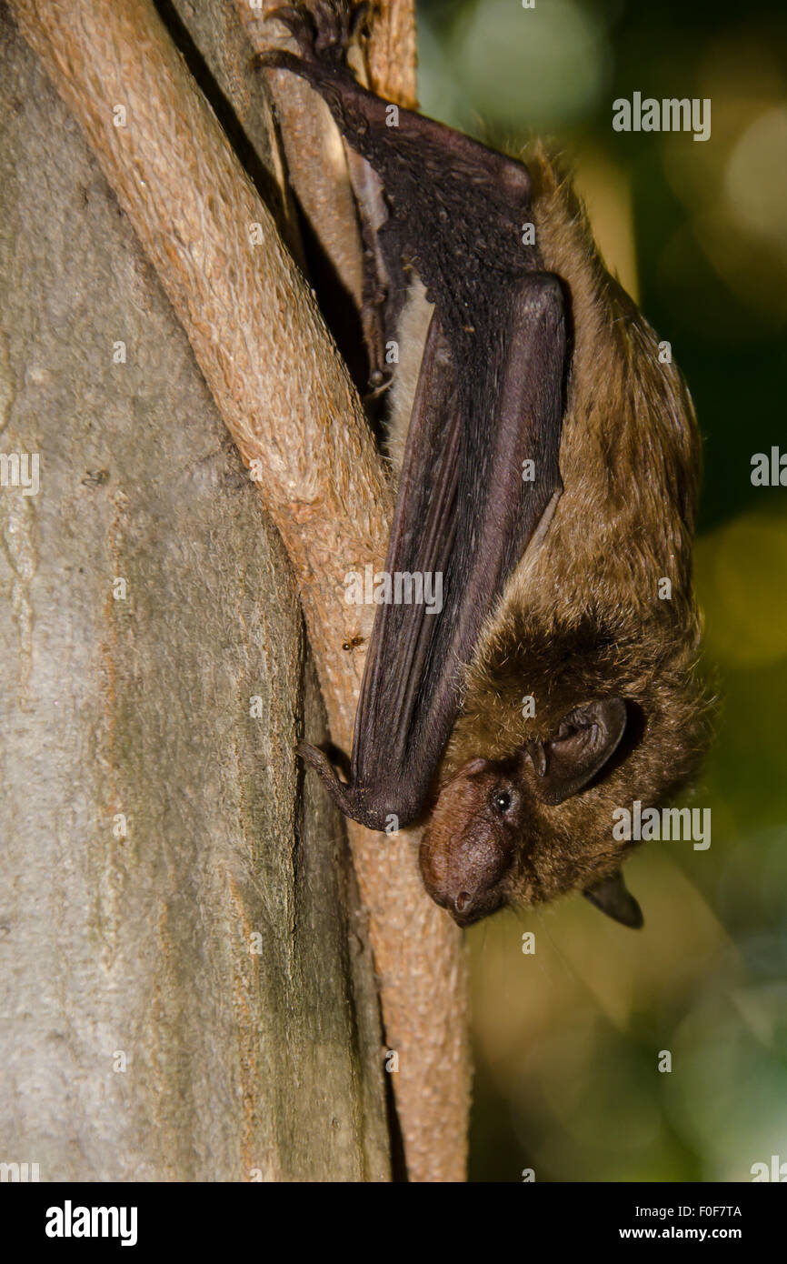 Cute bat face hi-res stock photography and images - Alamy