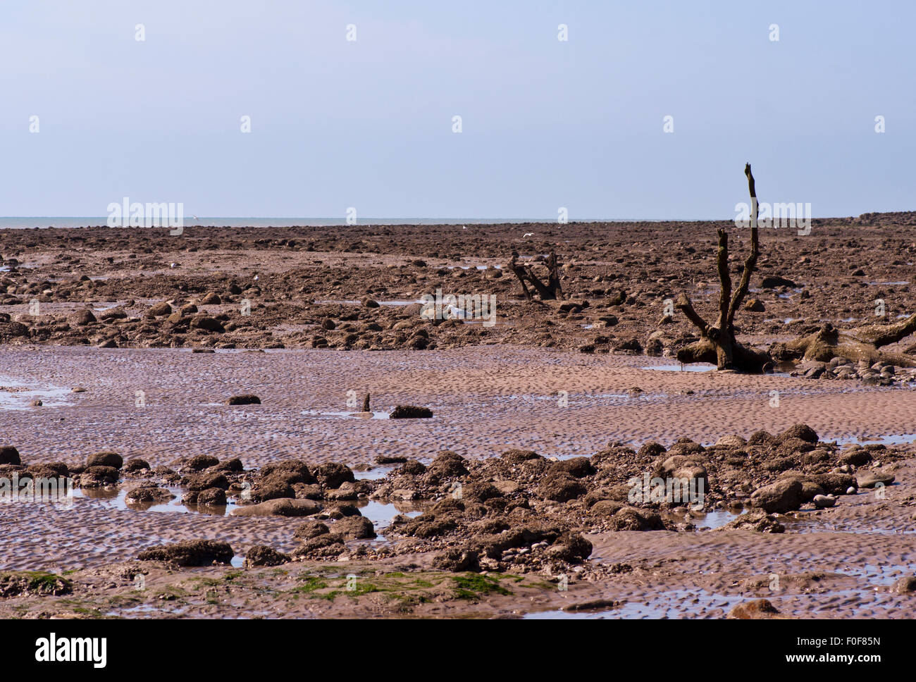 Petrified Tree On A Barren Desolate Rocky Beach Stock Photo - Alamy