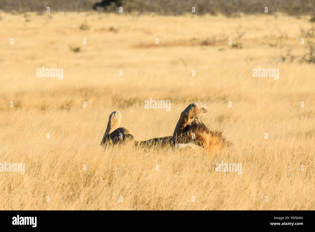 Lion rolling hi-res stock photography and images - Alamy
