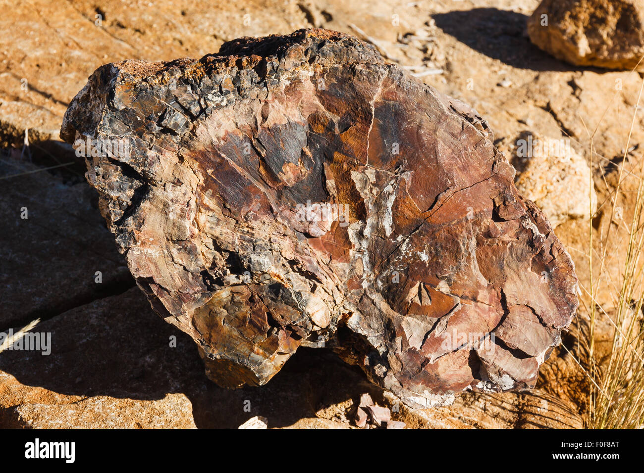 A piece of a tree petrified in millions of years. Namibia, Africa Stock ...