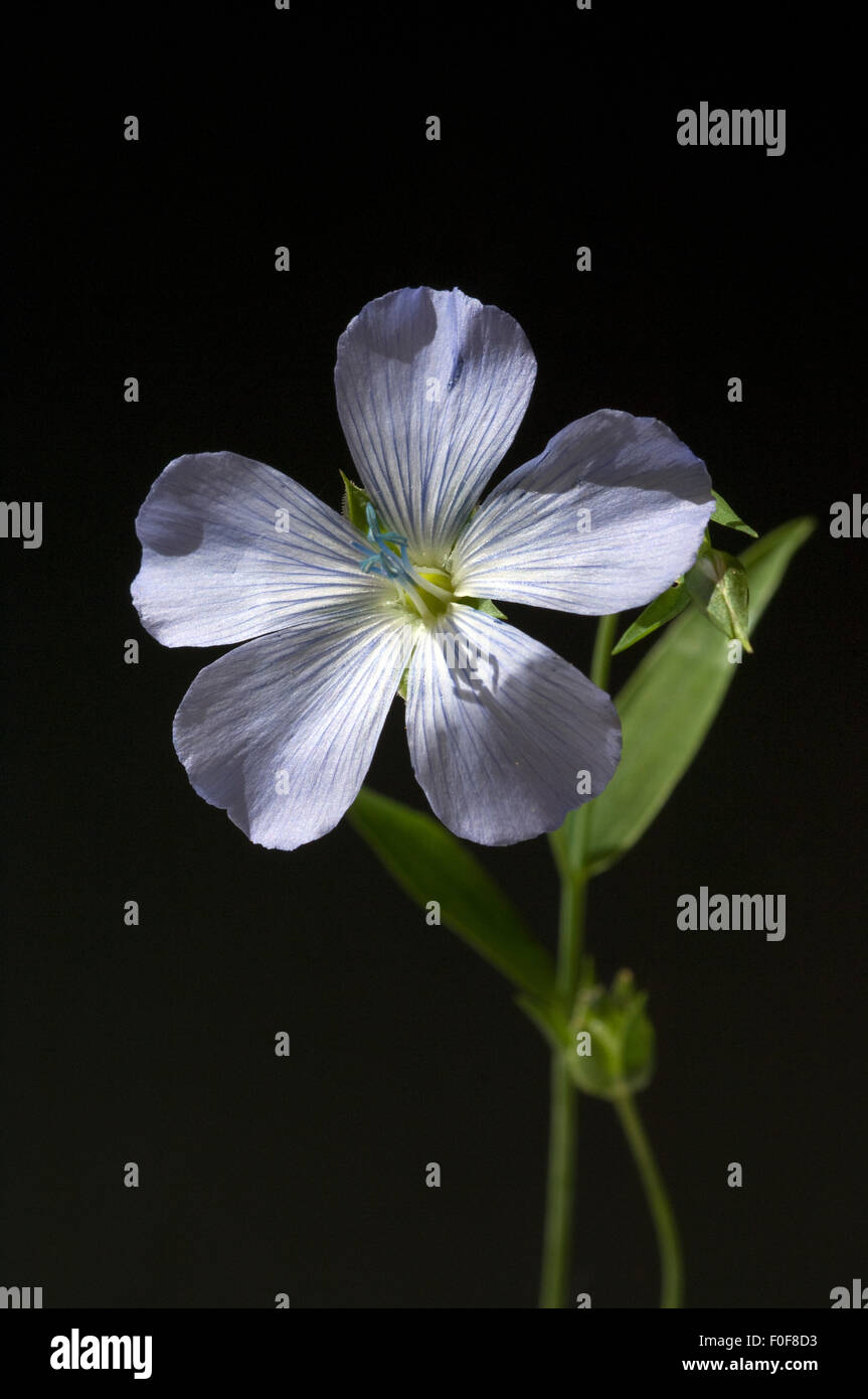 Lein samen hi-res stock photography and images - Alamy