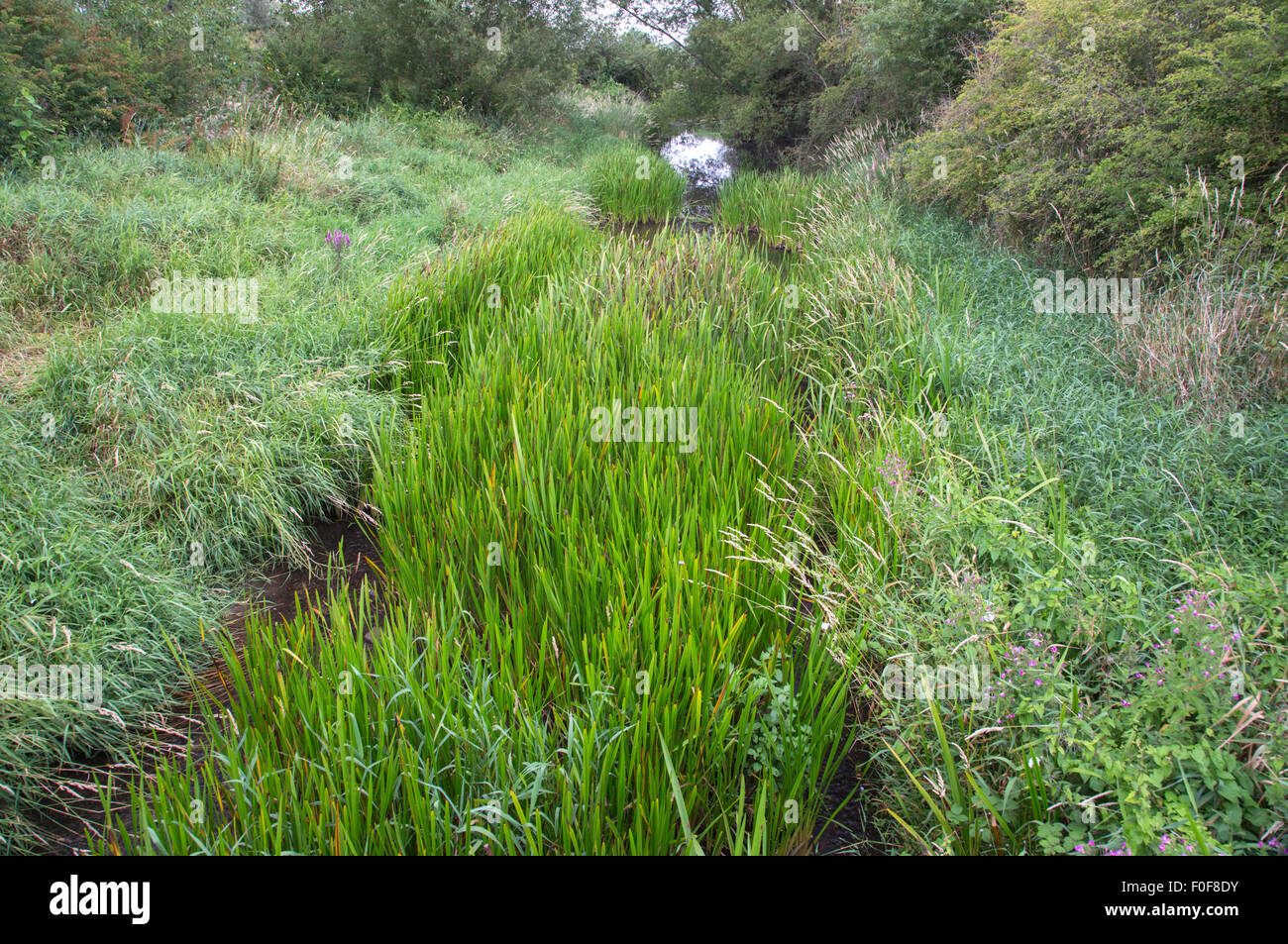 Source river thames hi-res stock photography and images - Alamy