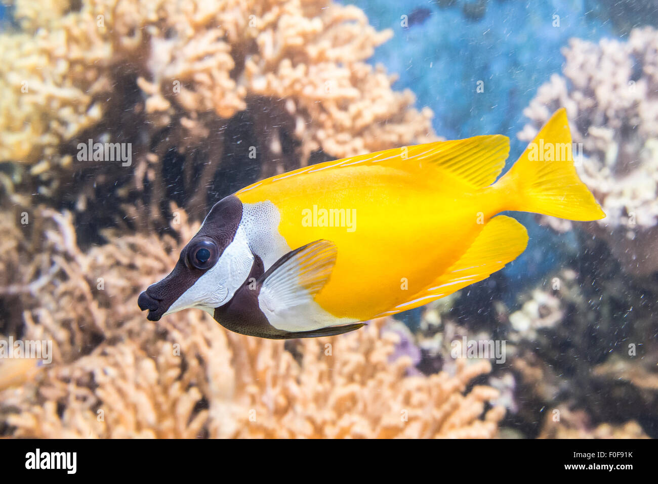 Foxface Rabbitfish High Resolution Stock Photography and Images - Alamy