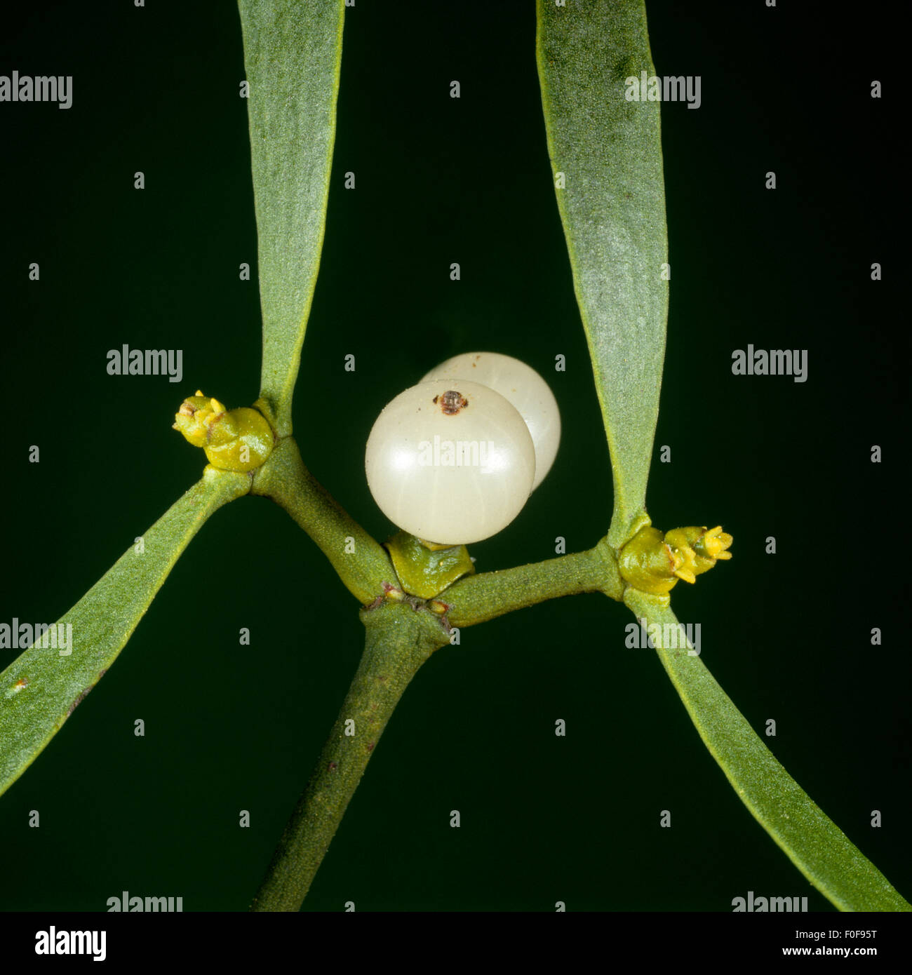 Schmarotzer hi-res stock photography and images - Alamy