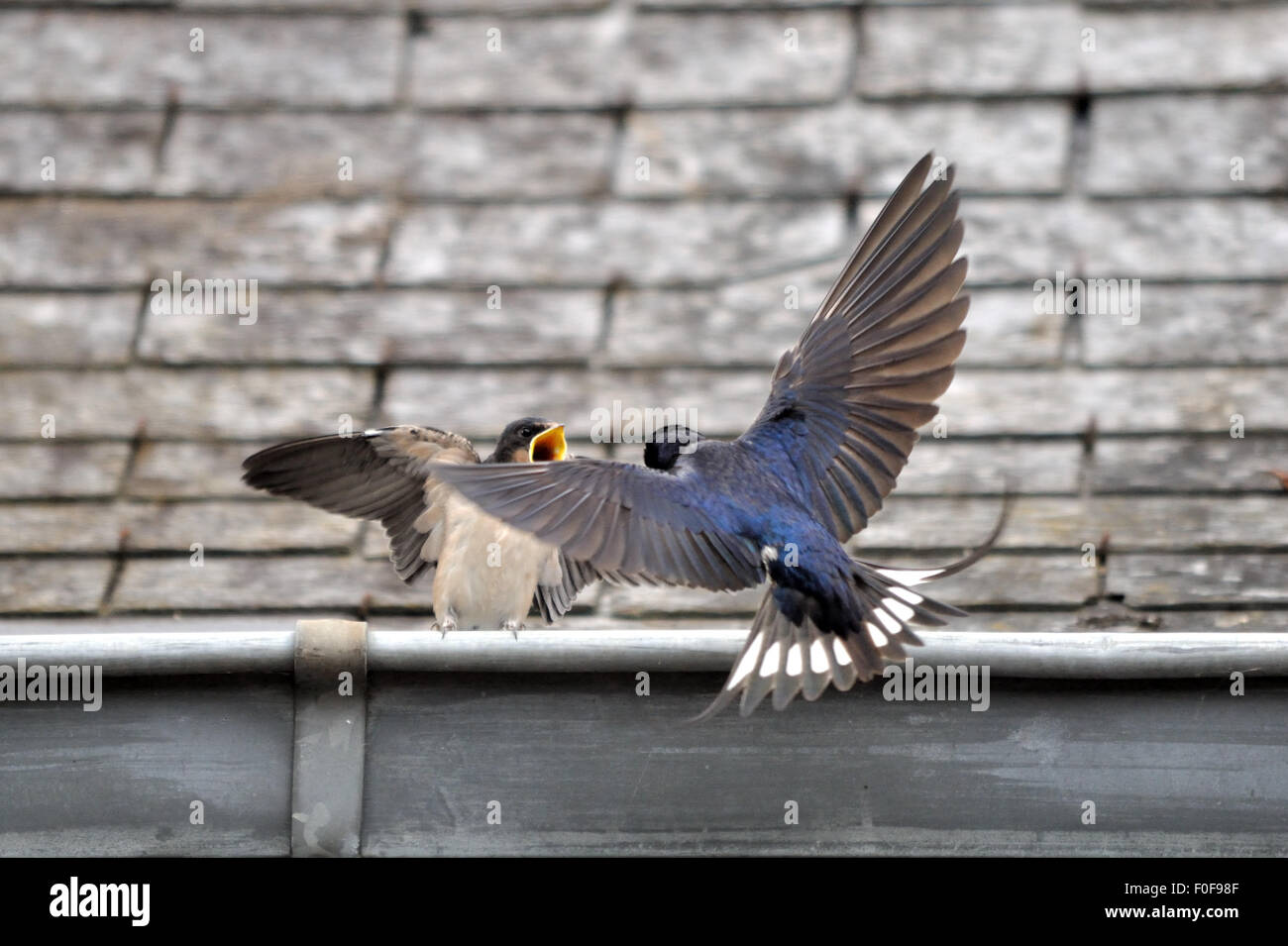 House martin (Delichon urbicum) chick being fed by adult Stock Photo ...