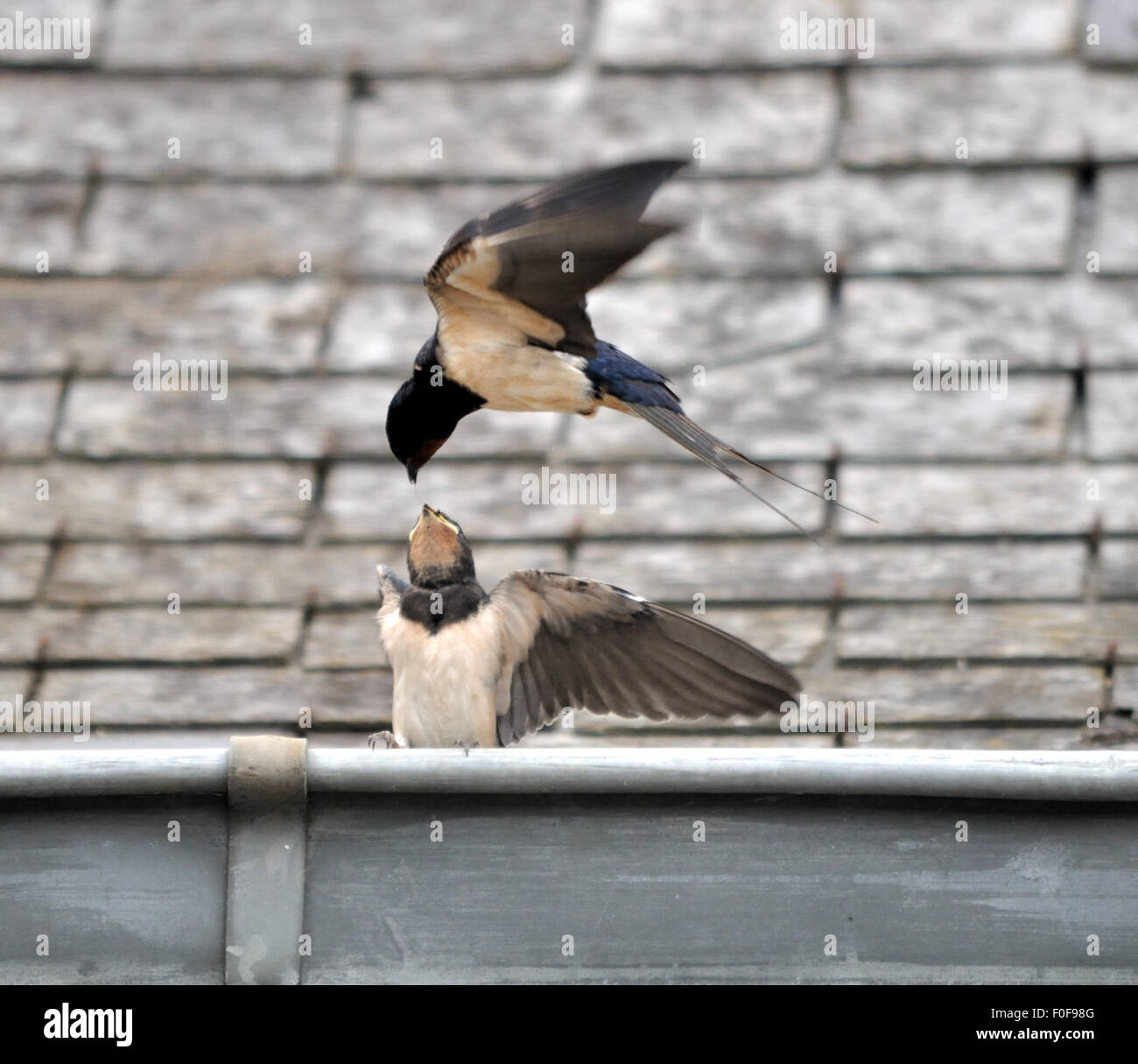Housemartin flight hi-res stock photography and images - Alamy