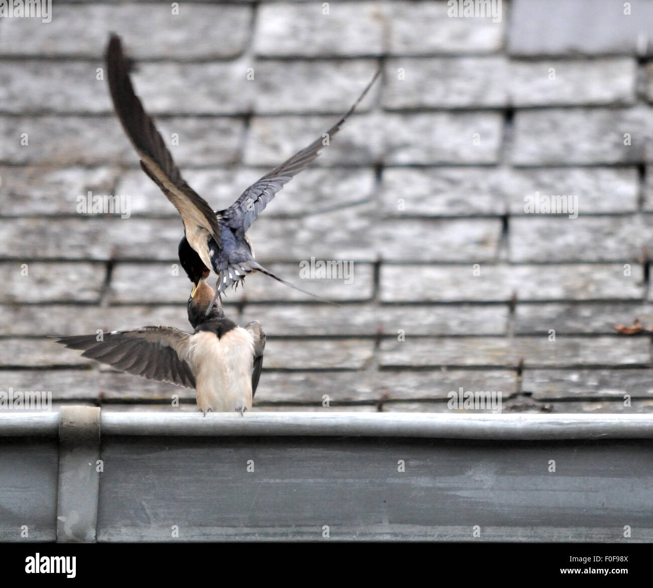 House martin (Delichon urbicum) chick being fed by adult Stock Photo ...