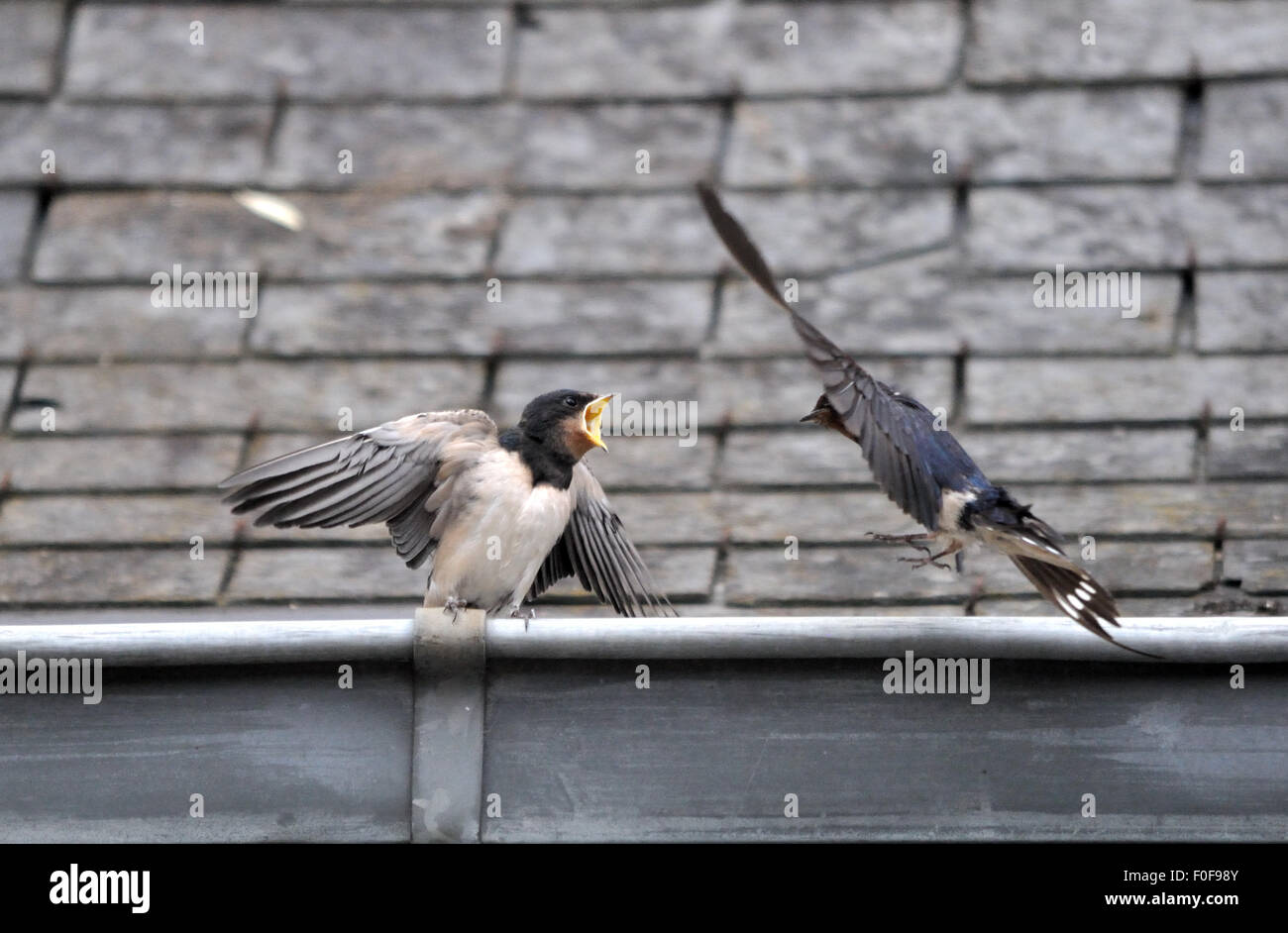 House martin (Delichon urbicum) chick being fed by adult Stock Photo ...