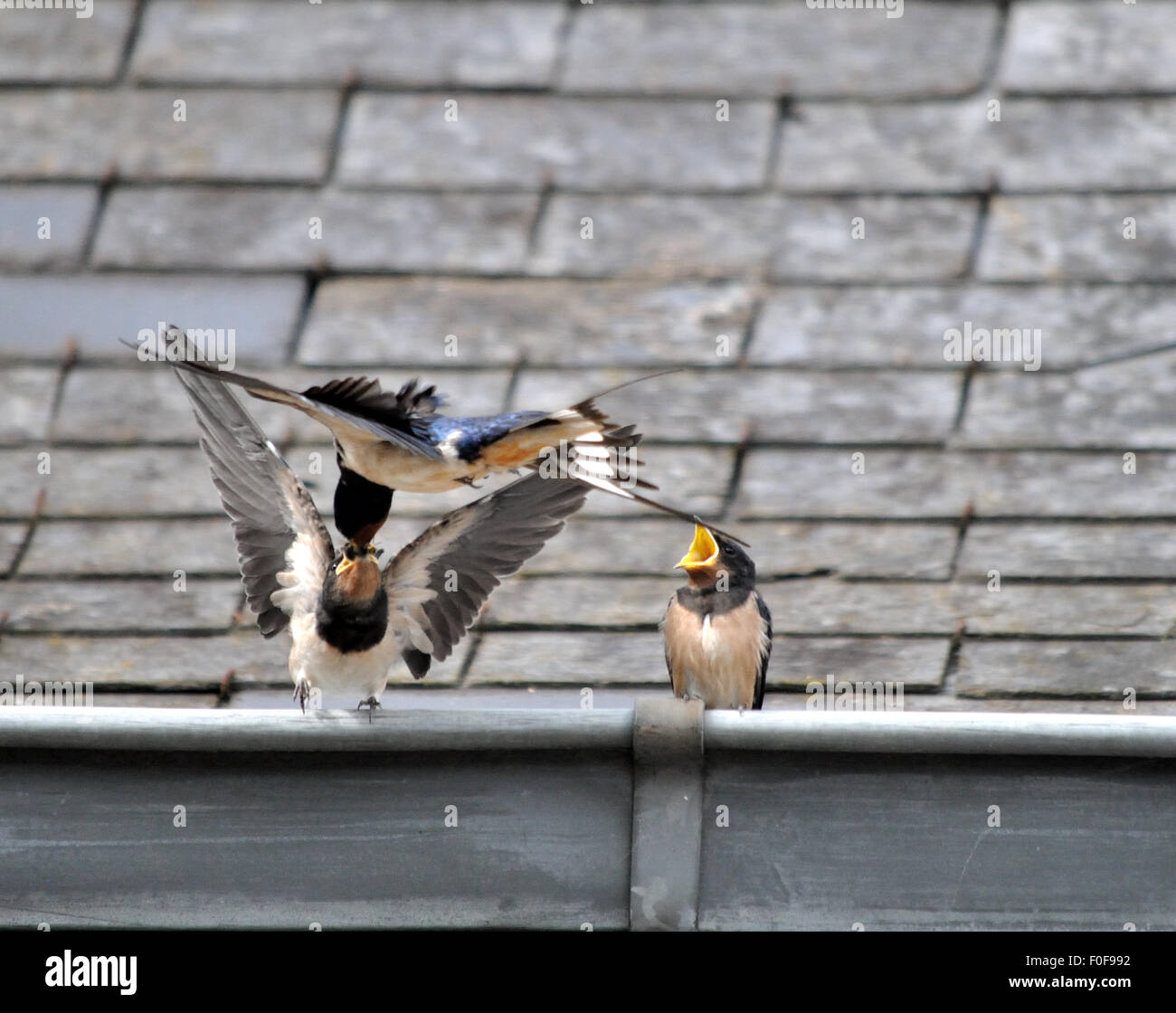 Baby housemartins hi-res stock photography and images - Alamy