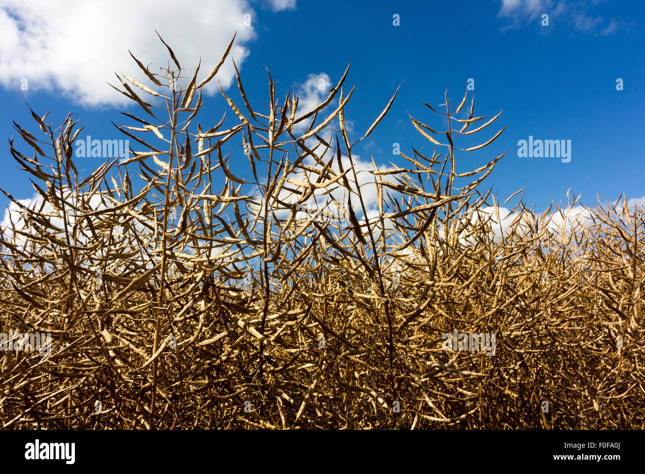 Mature Rapeseed Pods Ready for Harvesting Against a Blue Devon Sky ...