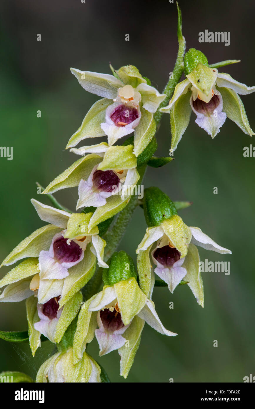 Narrow-lipped helleborine (Epipactis leptochila) in flower Stock Photo ...