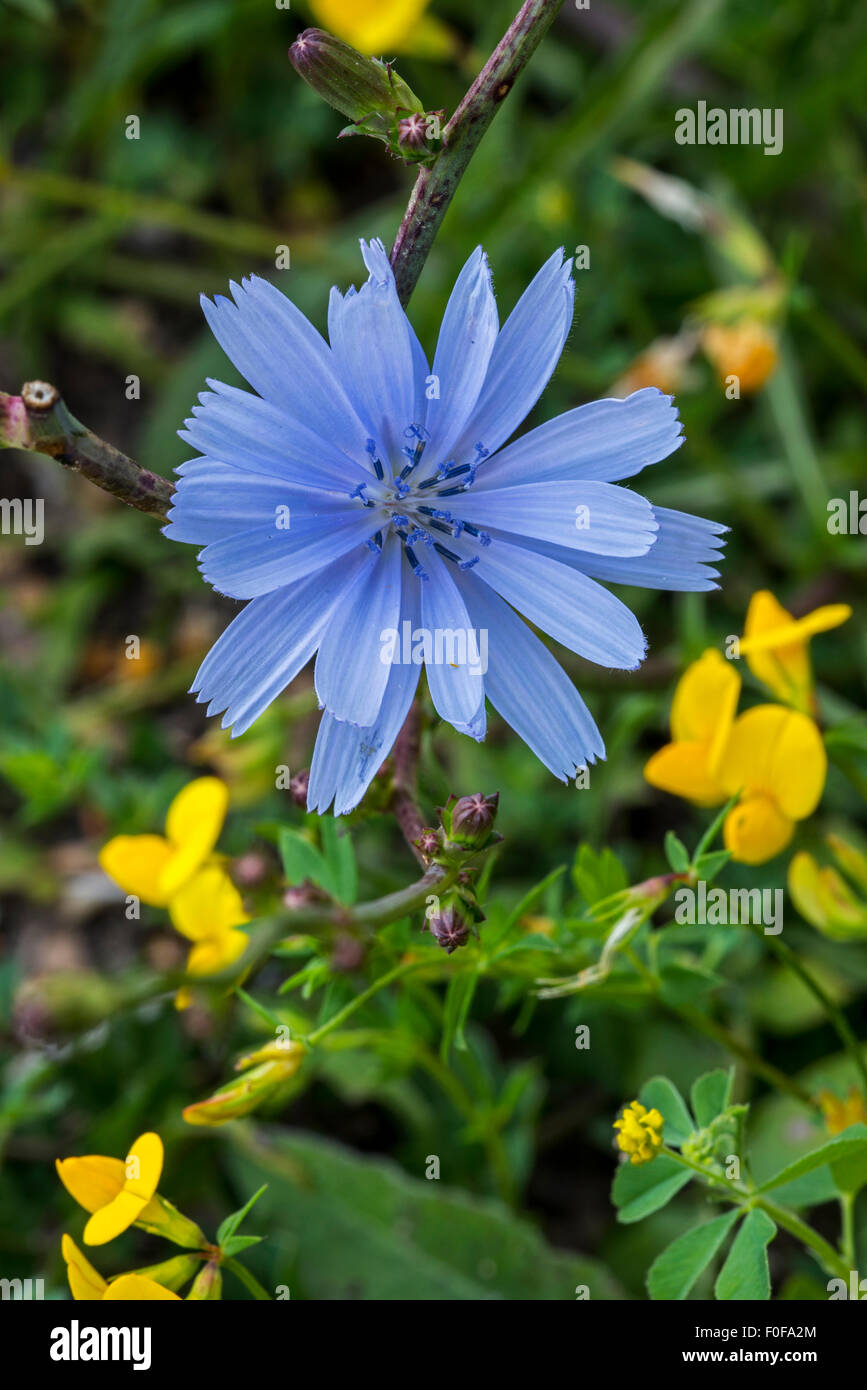Chicory daisy blue common chicory hi-res stock photography and images ...
