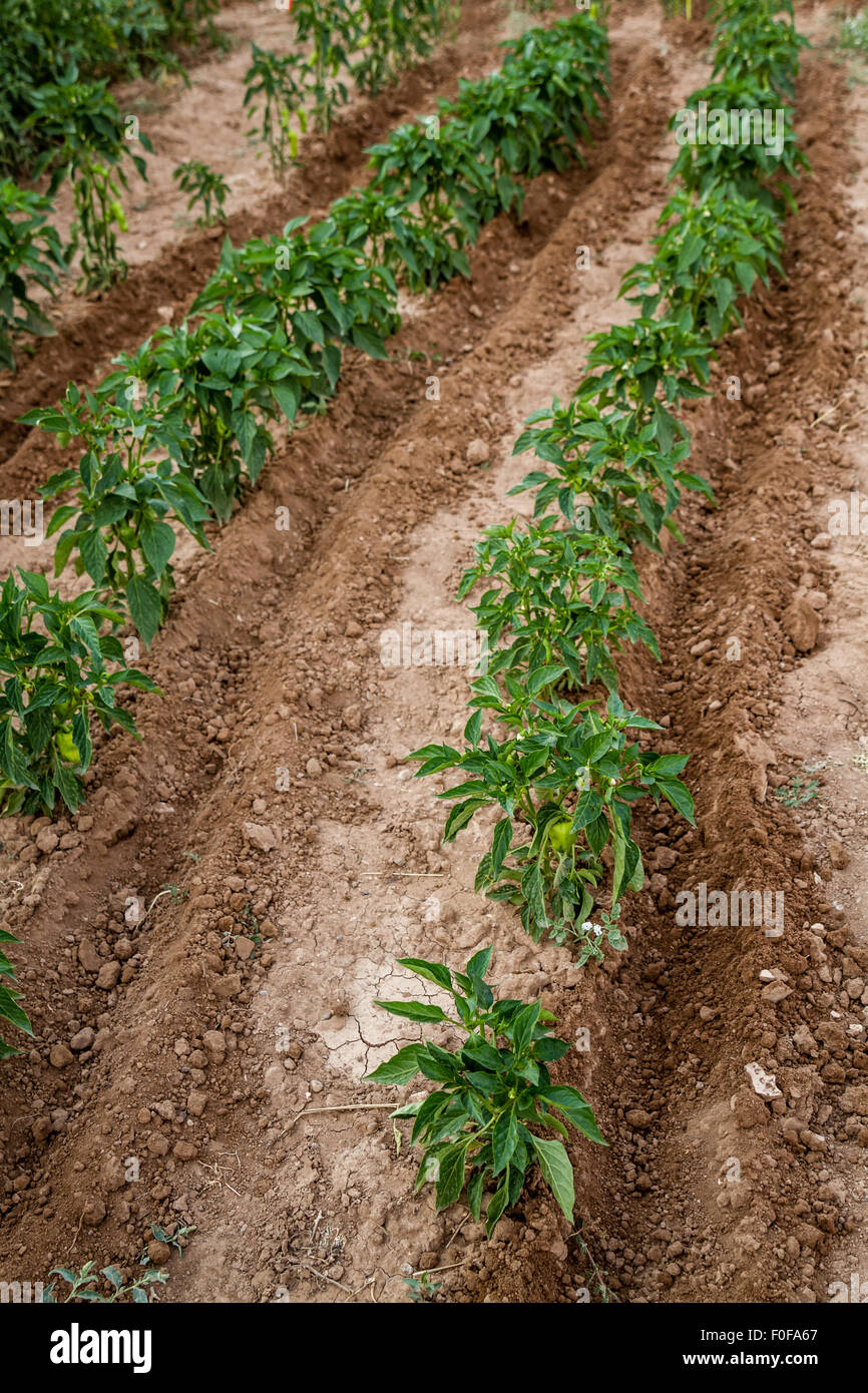 Hot vegetable patch hi-res stock photography and images - Alamy