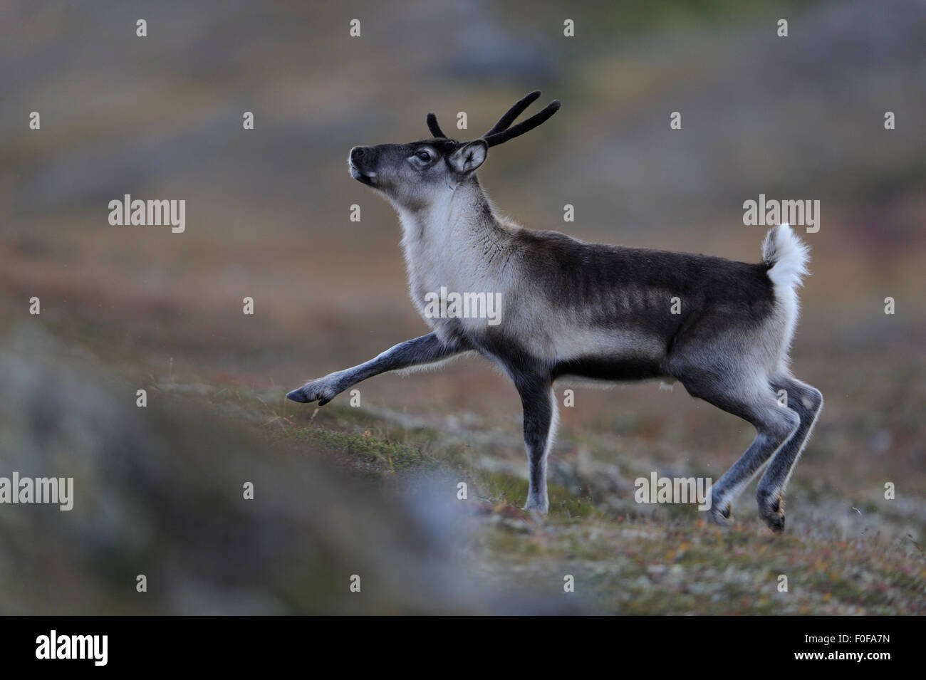 Reindeer side profile hi-res stock photography and images - Alamy
