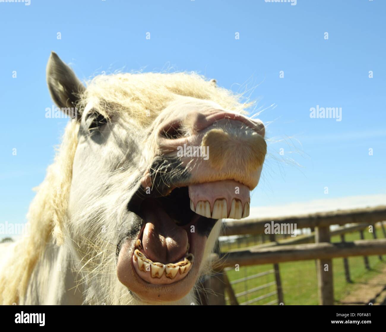 Oh how he laughed. Gypsy cob pony doing a funny face Stock Photo - Alamy