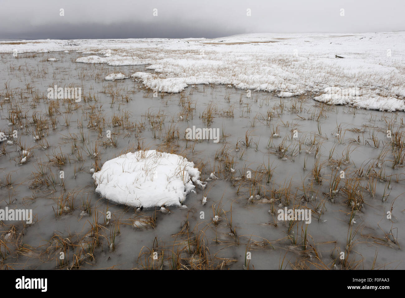 Frozen bog surrounded by snow, Forollhogna National Park, Norway ...