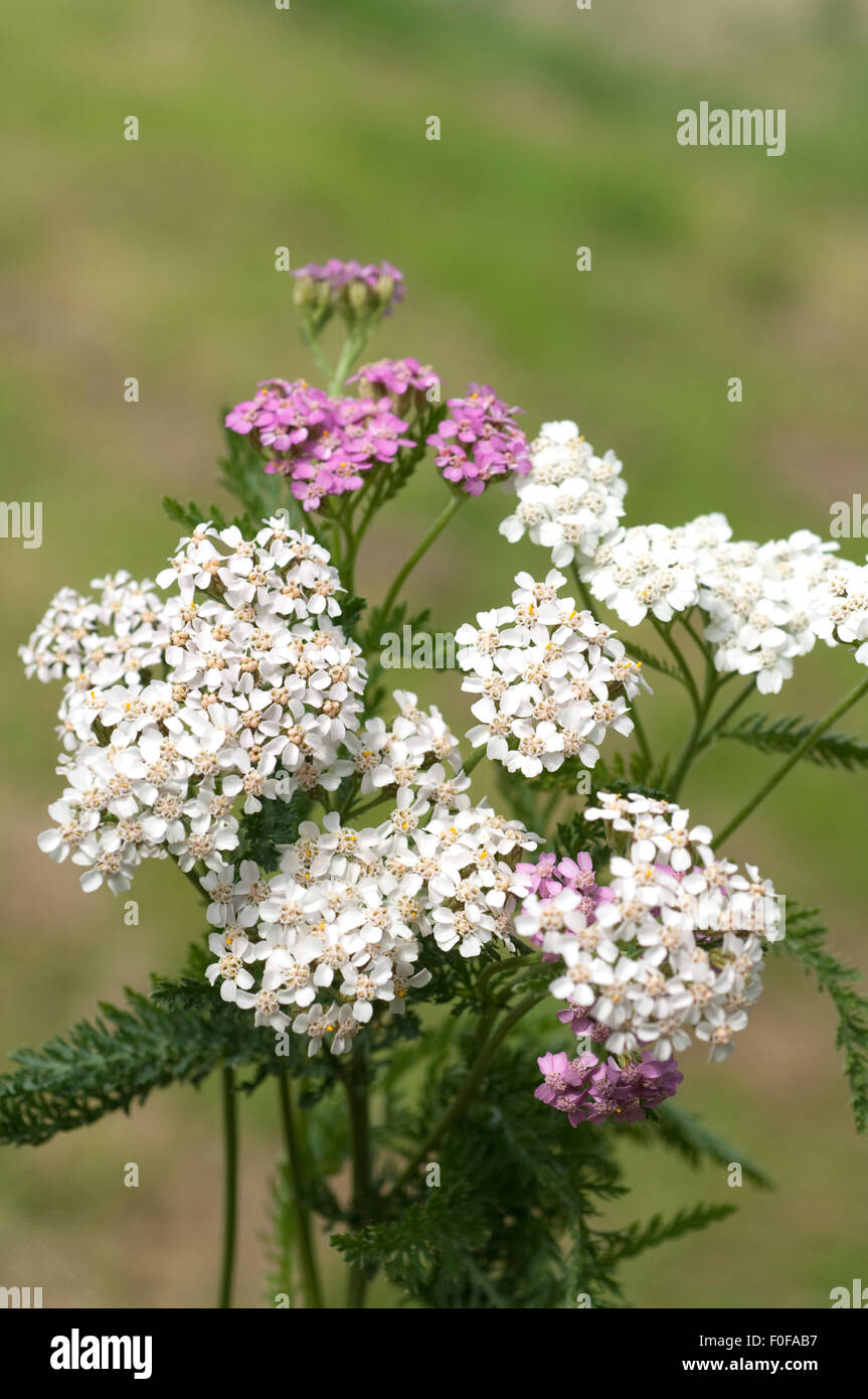 Schafgarbe; Achillea; millefolium Stock Photo - Alamy