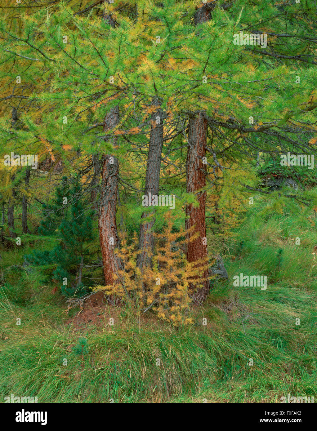 European larch (larix decidua) trees in forest, Switzerland, September ...