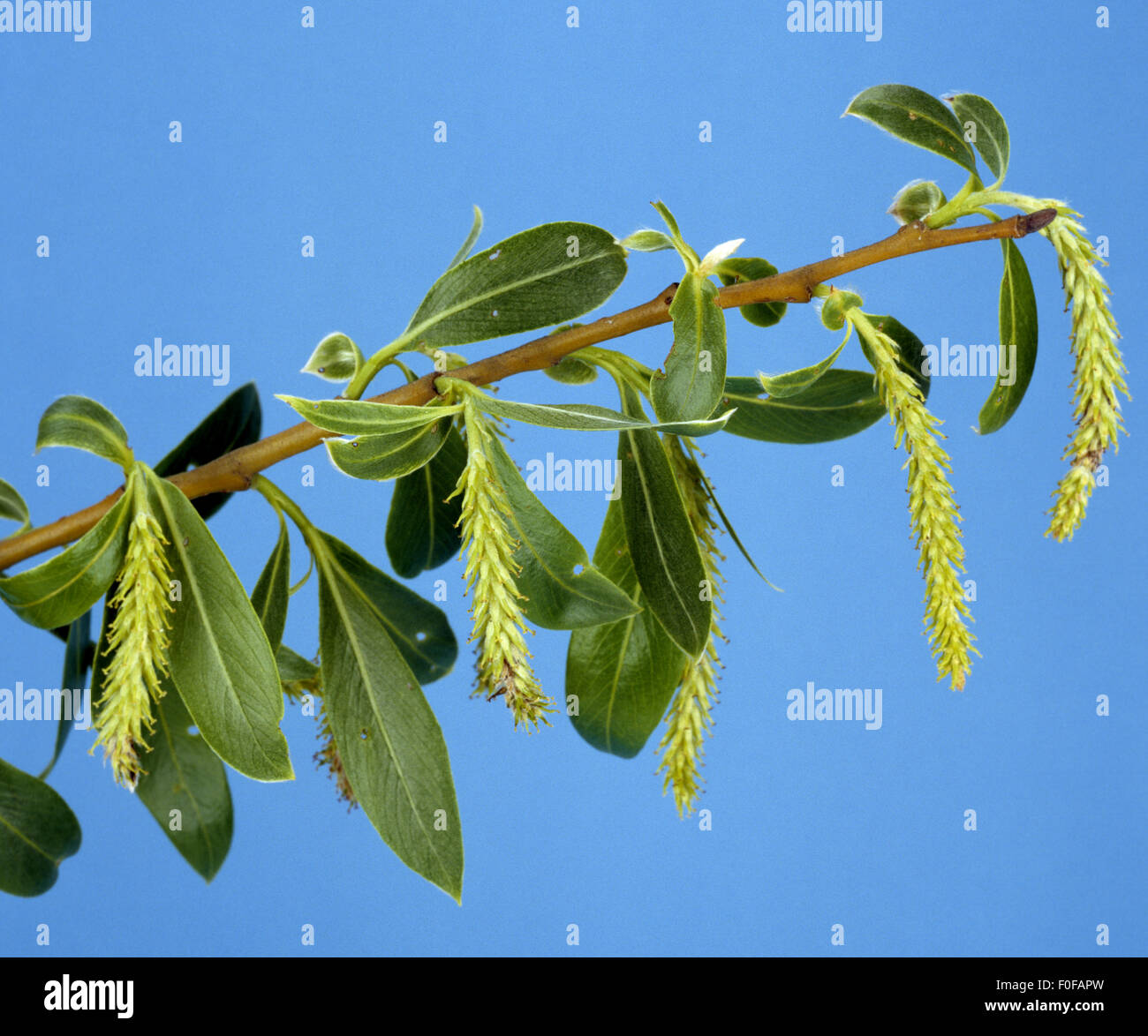 Silberweide, salix alba Stock Photo - Alamy