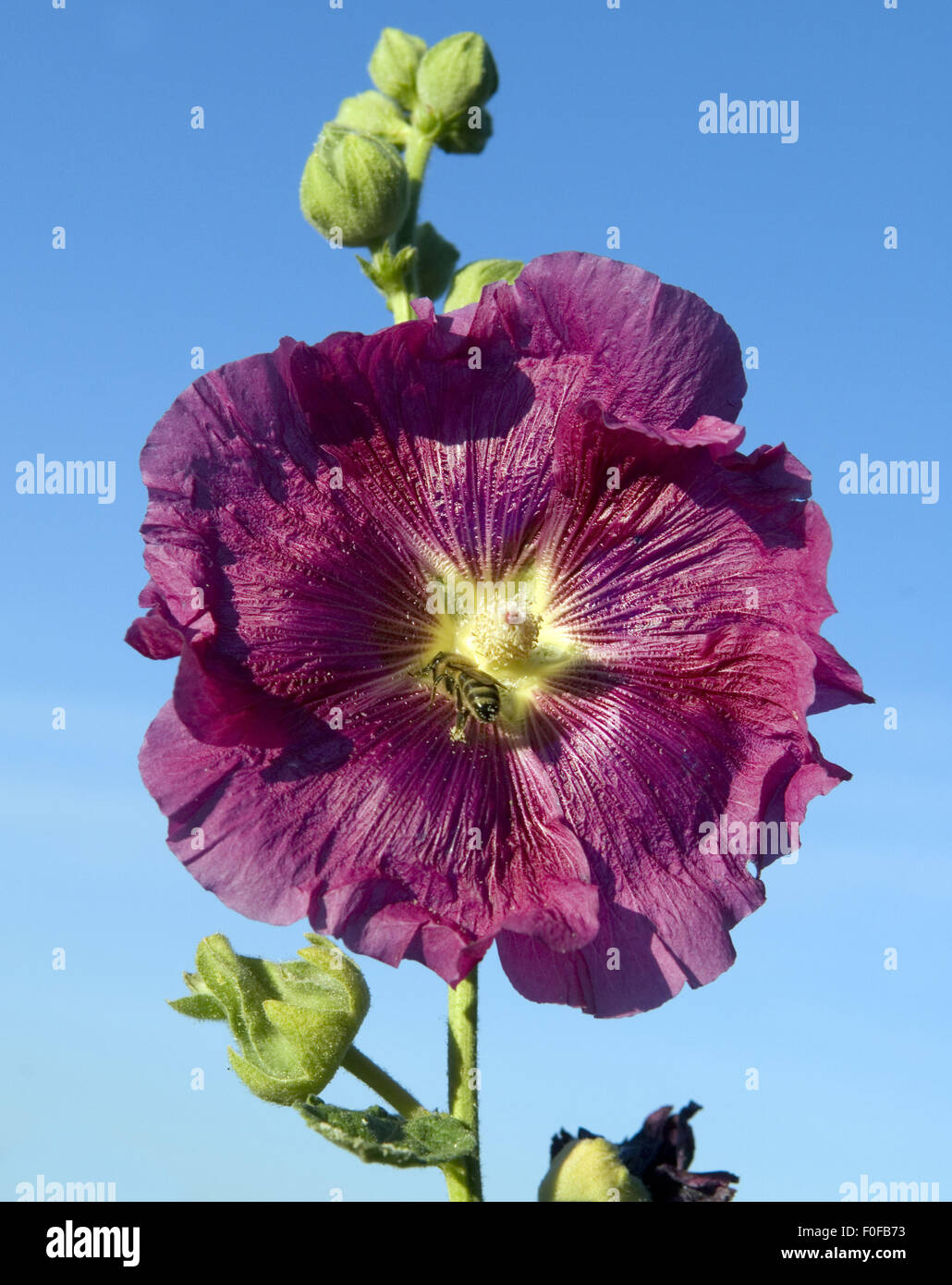 Stockrose, Althaea rosea Stock Photo - Alamy