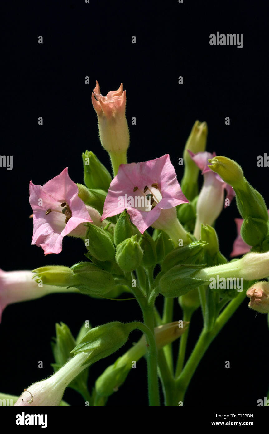 Tabakpflanze hi-res stock photography and images - Alamy