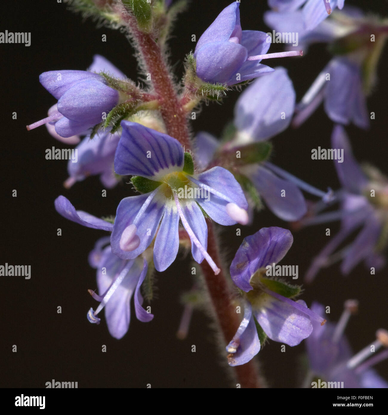 Ehrenpreis; Veronica; Officinalis; Echter; Waldehrenpreis Stock Photo ...