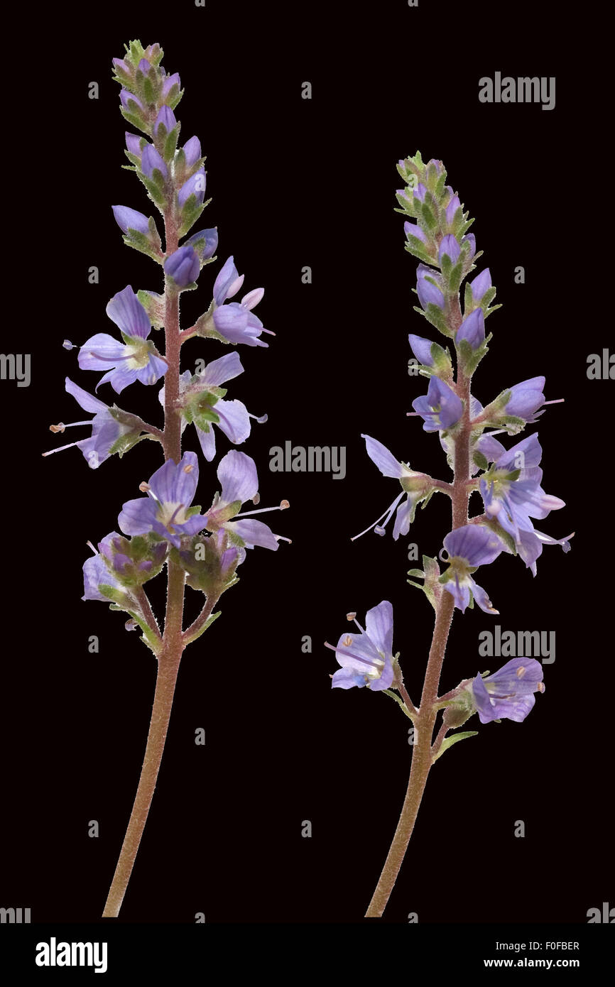 Ehrenpreis; Veronica; Officinalis Stock Photo - Alamy
