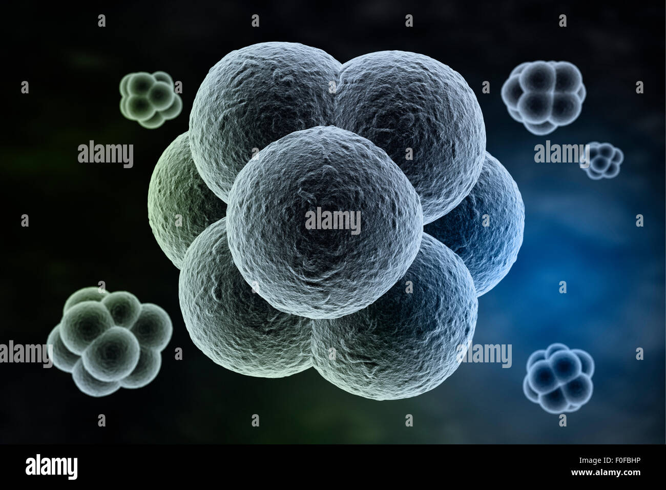 Cell division bacteria hi-res stock photography and images - Alamy