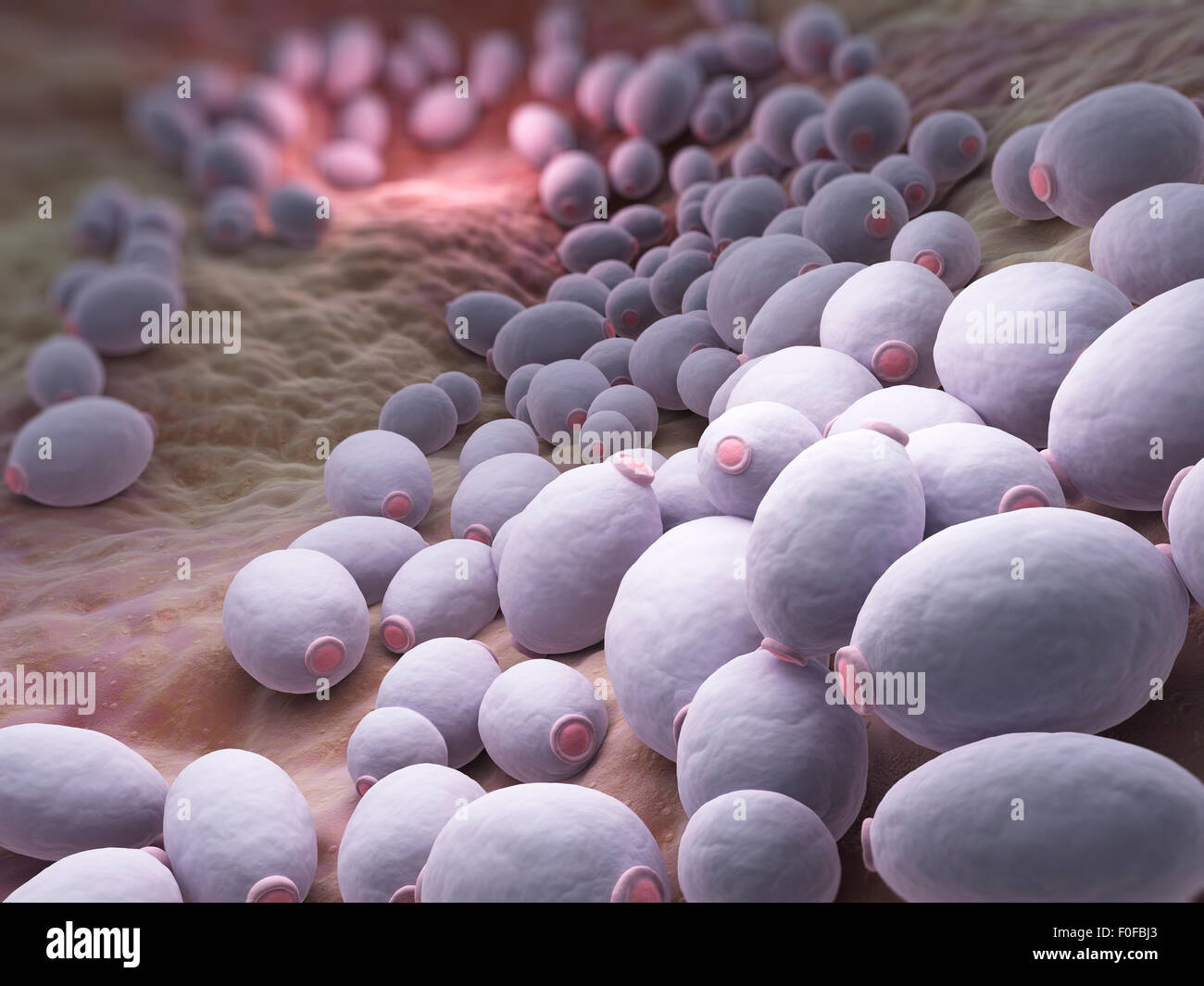 Candidiasis High Resolution Stock Photography and Images - Alamy