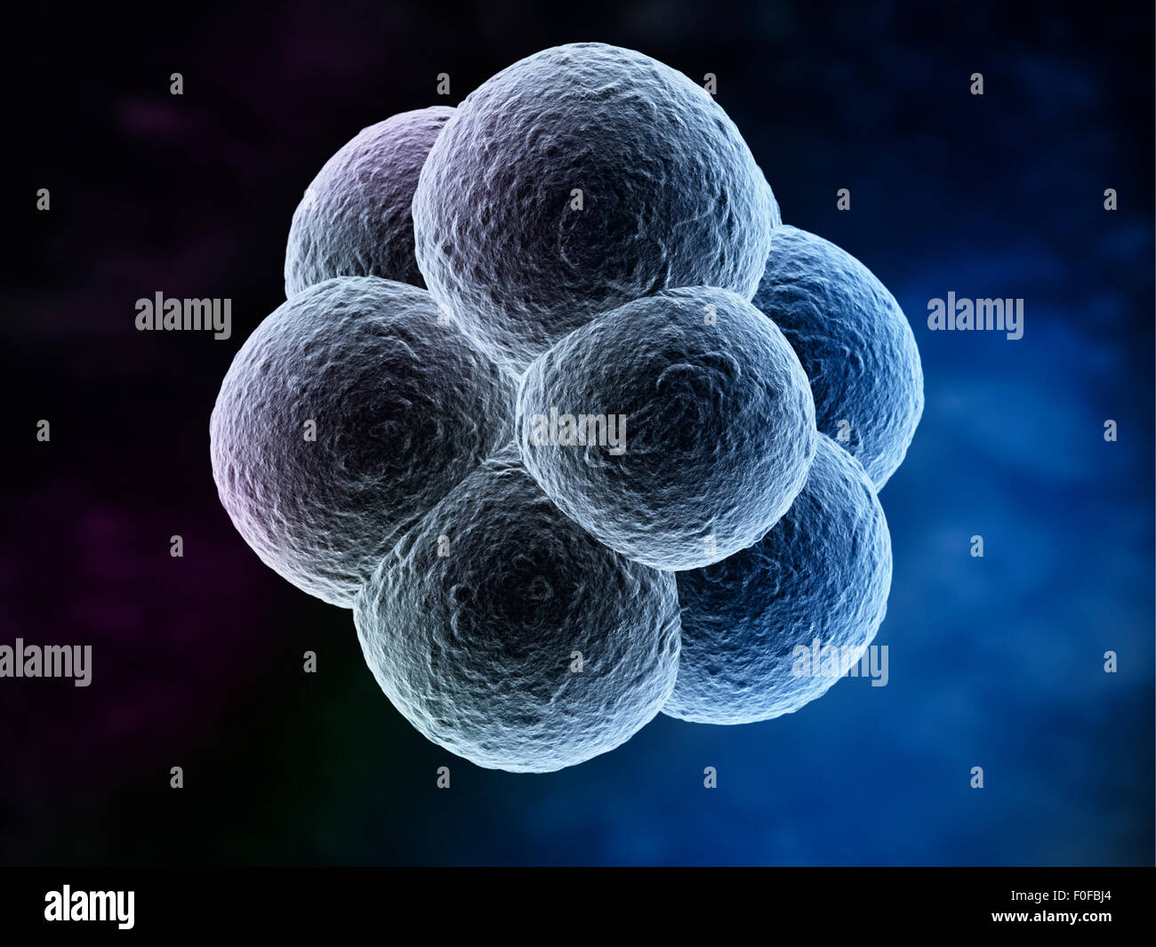 Bacteria cell division hi-res stock photography and images - Alamy