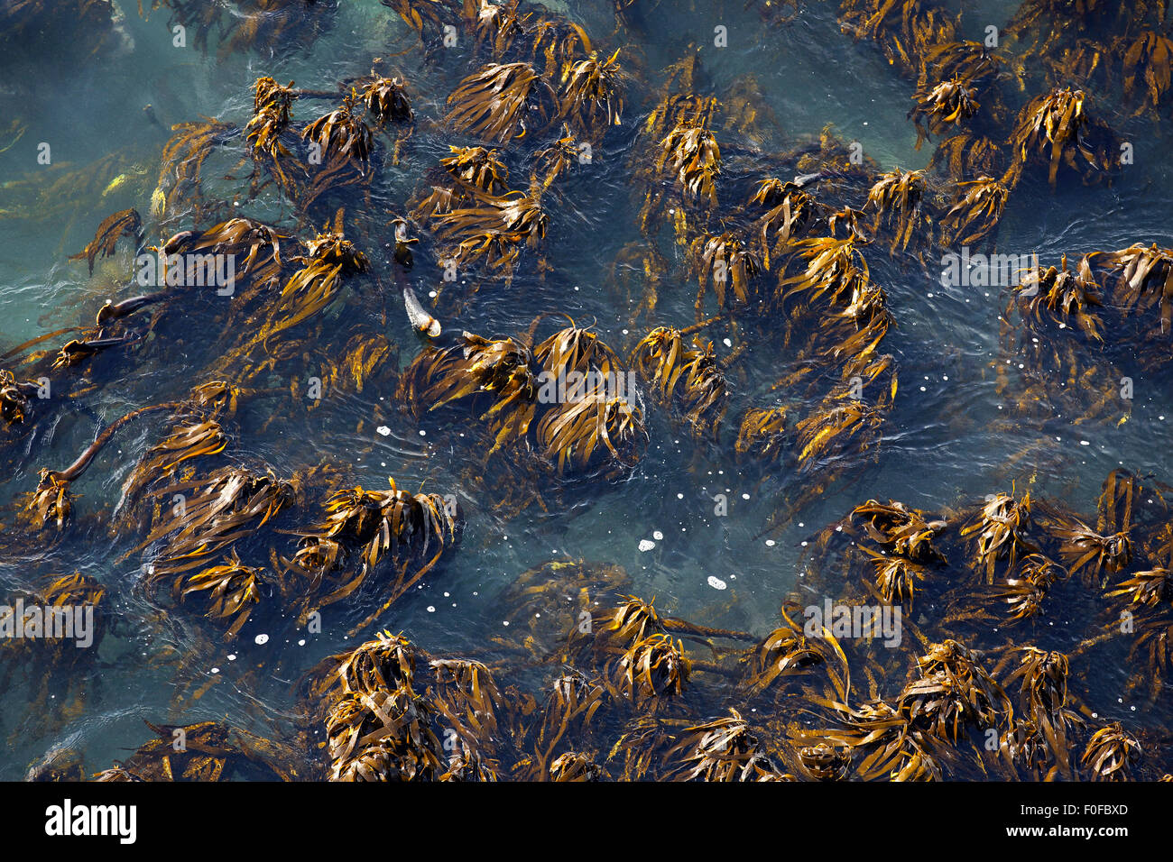 Bull kelp seaweed moving with tide in ocean Stock Photo - Alamy