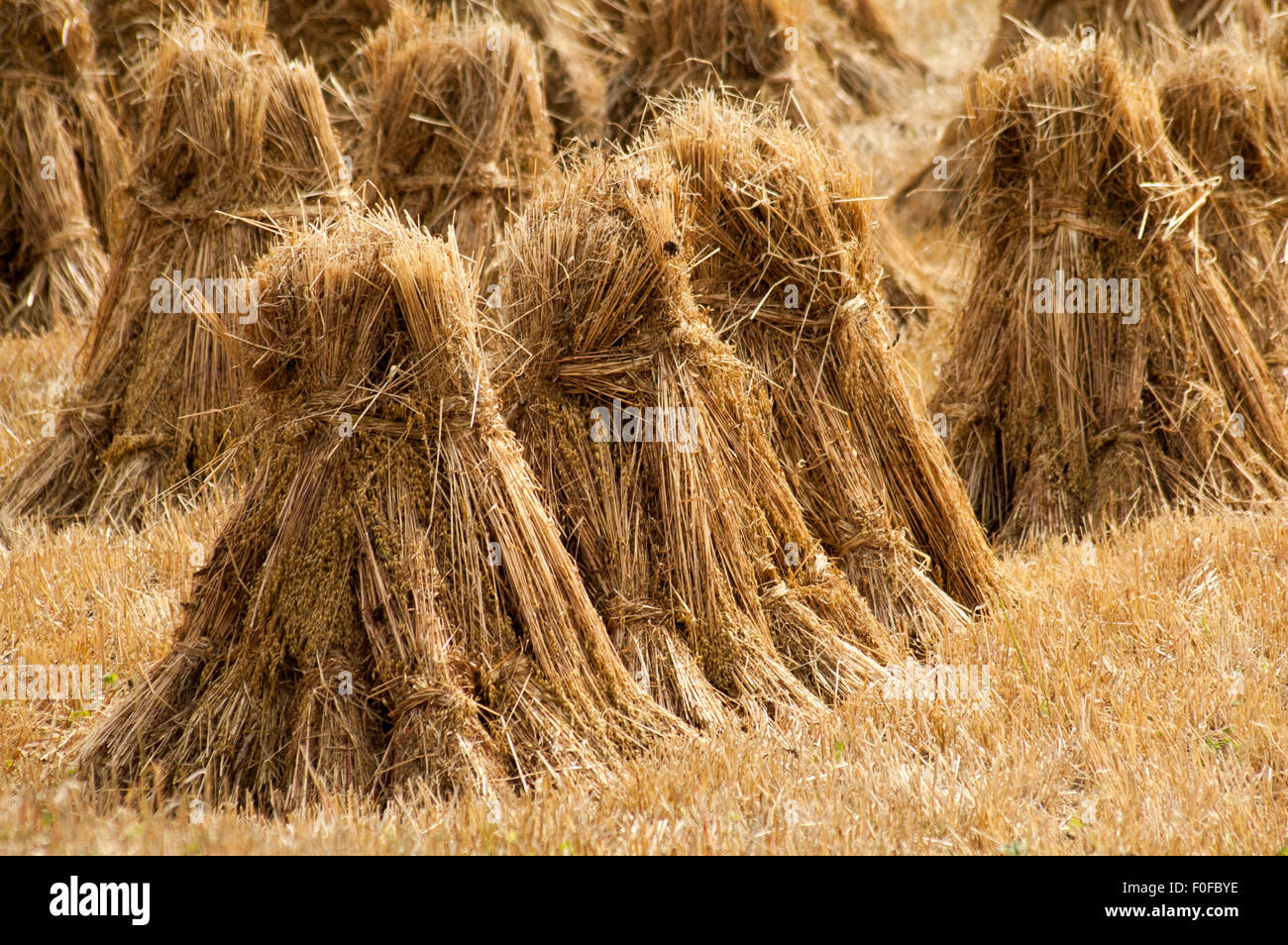 Traditional hay ricks on Irish farm field Stock Photo - Alamy