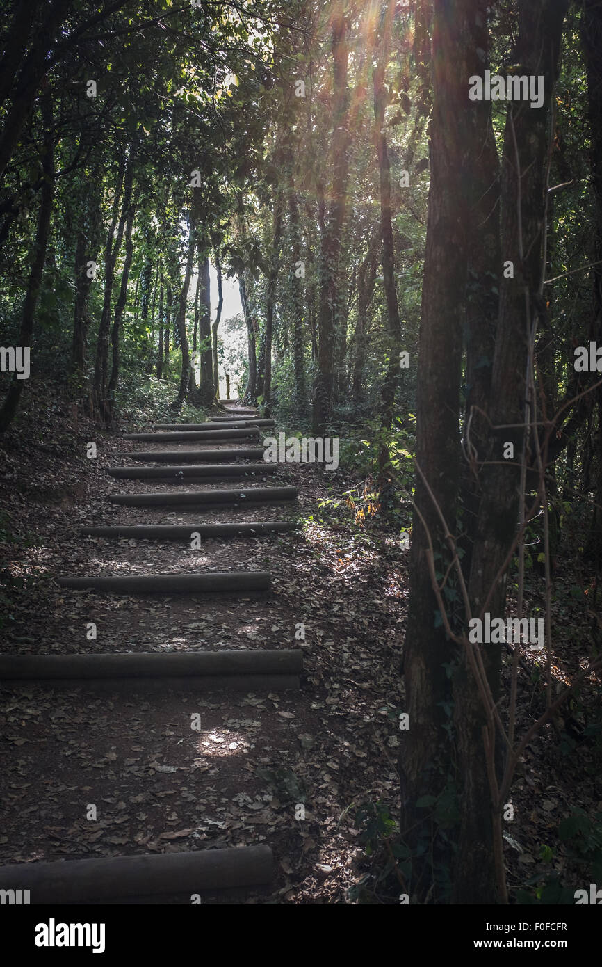 Woodland path with steps through trees with dappled sunlight Stock ... Woodland path with steps through trees with dappled sunlight Stock ...