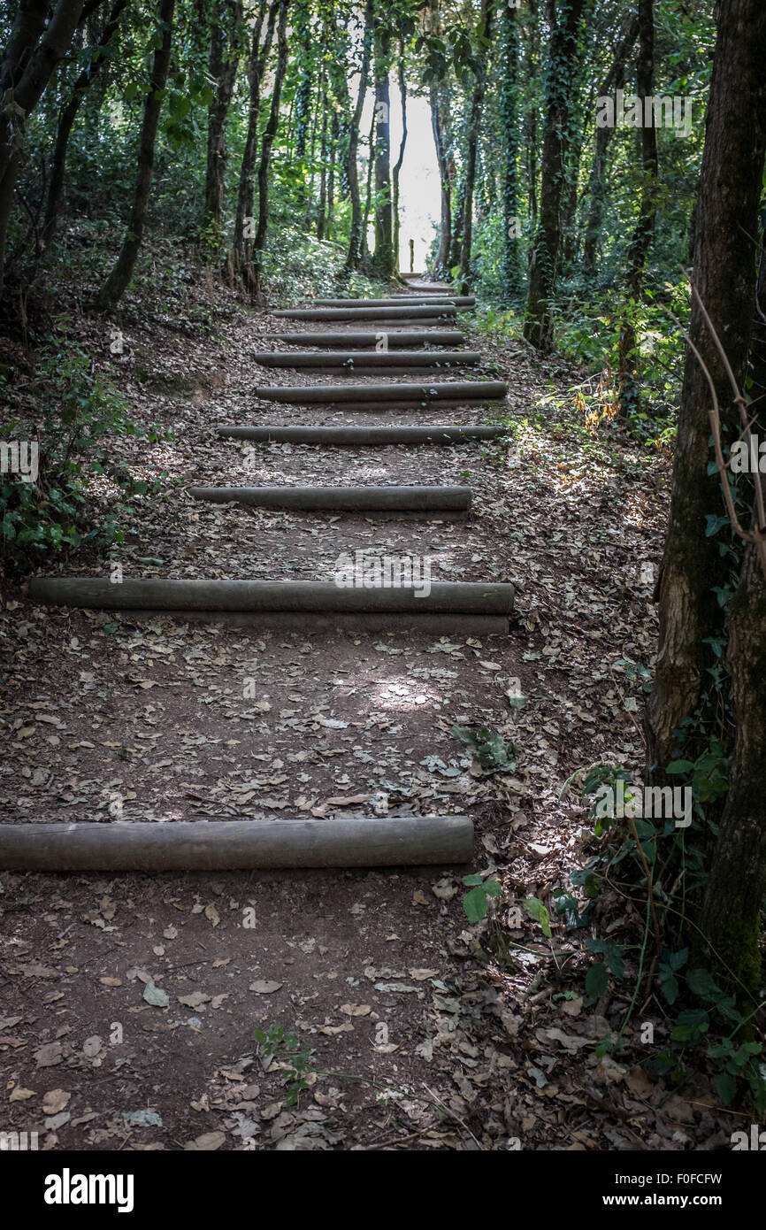 Woodland path with steps through trees with dappled sunlight Stock ...