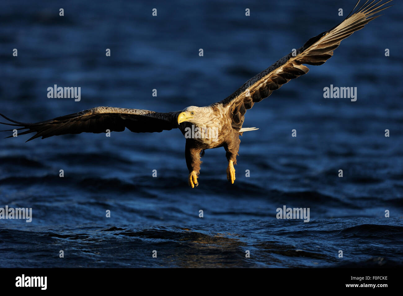 White tailed sea eagle (Haliaeetus albicilla) in flight over water ...
