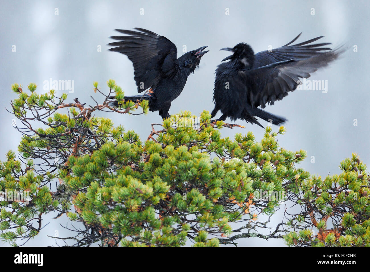 Two Ravens High Resolution Stock Photography and Images - Alamy