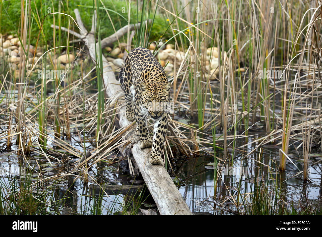 Leopard walking across fallen tree Stock Photo - Alamy